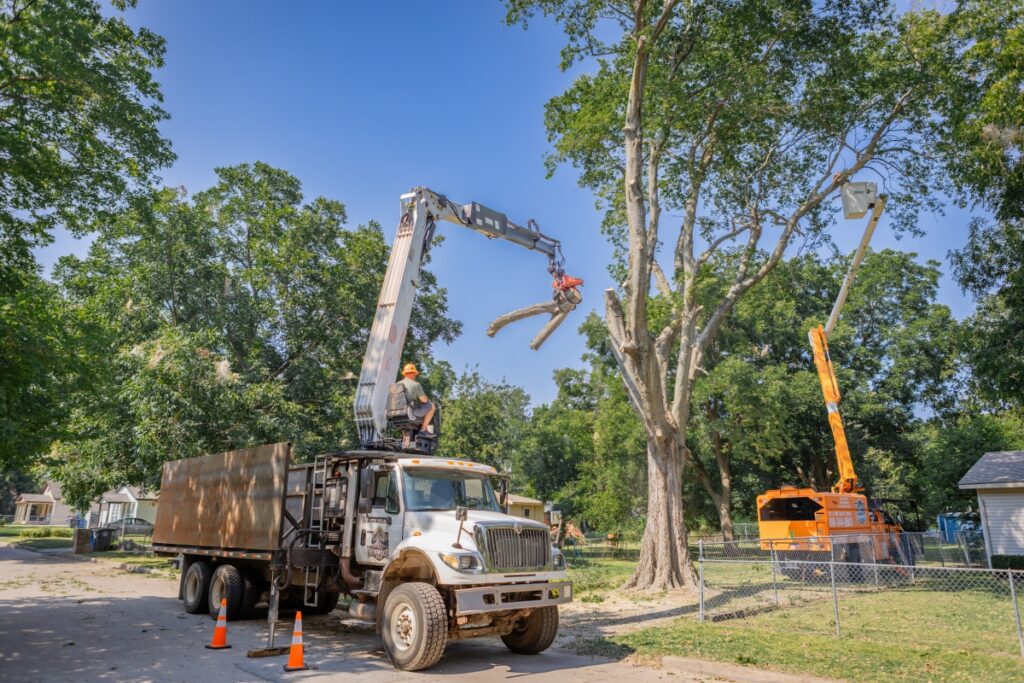 Tree Trimming Tulsa OK | Free Estimate | Ironwood Tree Co
